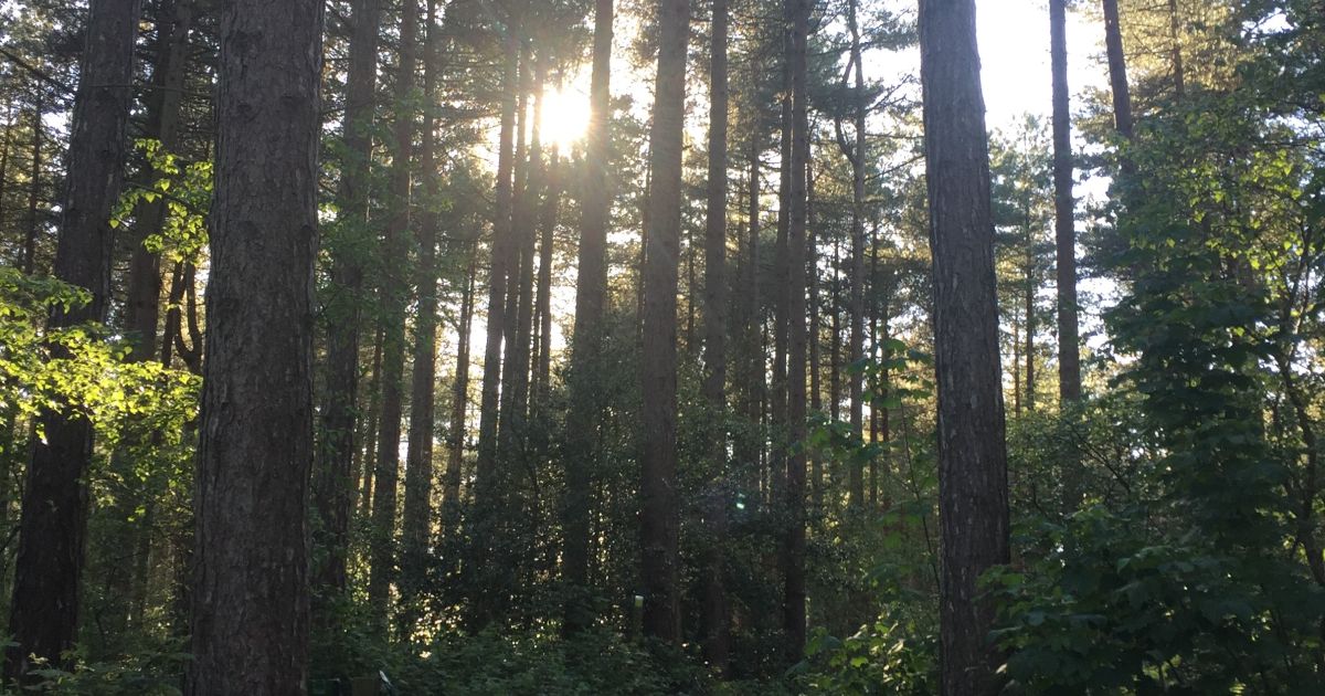 Formby Pinewoods Wellbeing Walk